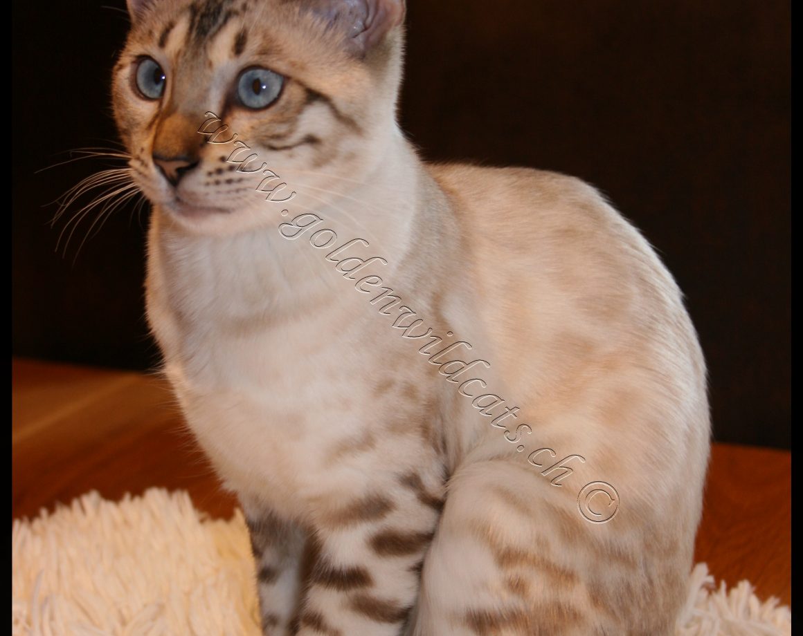 Nos femelles - Golden Wild Cats