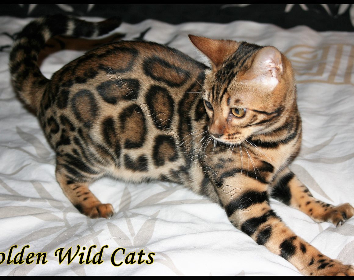 Nos femelles - Golden Wild Cats