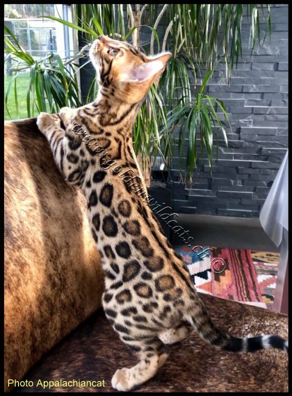 Felindra - Golden Wild Cats